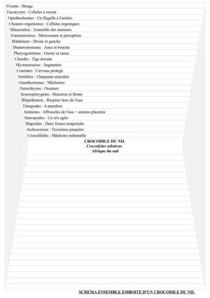 Calaméo - Ensemble emboîté du crocodile du Nil