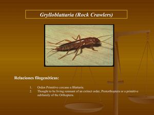 Calaméo - HEMIMETABOLOS