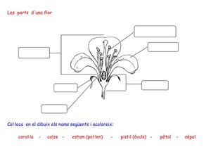 Calaméo - parts d'una flor fitxa de treball