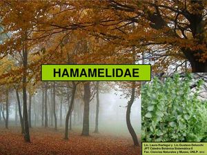 Calaméo - Hammamelidae IyII