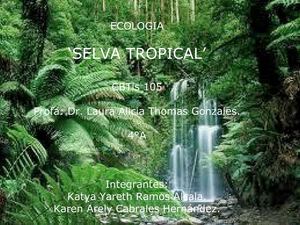 Calaméo - selva tropical