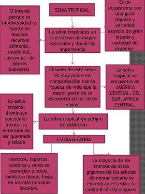 Calaméo - mapa de selva tropical