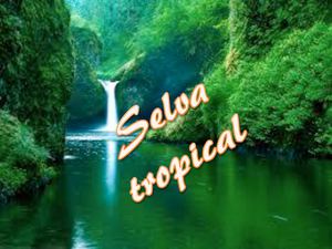 Calaméo - SELVA TROPICAL