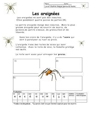 Calaméo - les araignées lecture CP