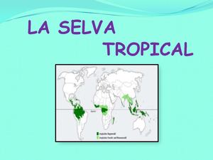 Calaméo - SELVA TROPICAL