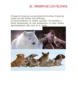 Calaméo - EL ORIGEN DE LOS PERROS