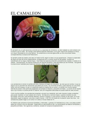 Calaméo - El Camaleon