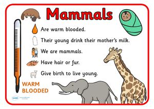 Calaméo - Animal Groups Display Posters