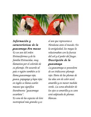 Calaméo - Guacamaya