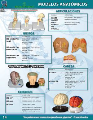 Calaméo - Modelos anatomicos