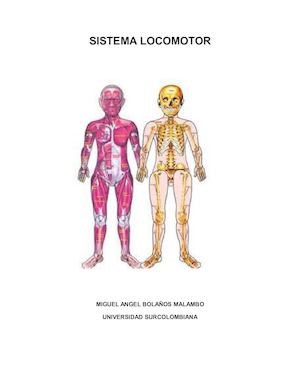 Conociendo El Sistema Locomotor Humano