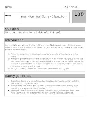 Calaméo - Kidney Dissection Lab 1masnyo