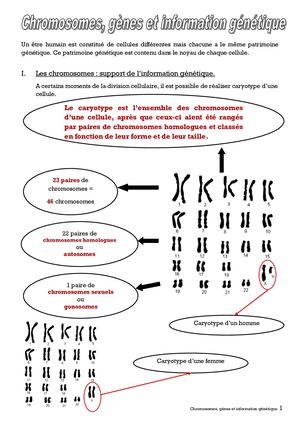 Calaméo - Chromosomes, gènes et information génétique