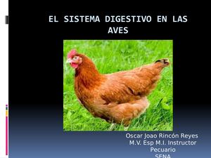 Calaméo - Sistema Digestivo Gallinas Virtual
