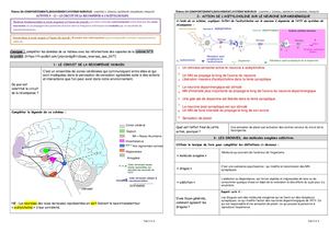 Calaméo - TSpé Th 3A2 Act5 Ci Cerveau Circuit Recompense CORRIGE