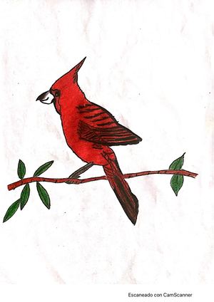 Calaméo - Rey Guajiro Ilustración Científica