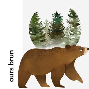 Calaméo - ours brun