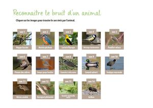 Calaméo - Reconnaitre le bruit d'un animal