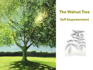 Calaméo - The Walnut Tree Pdf