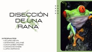 Calaméo - Disección De Una Rana.