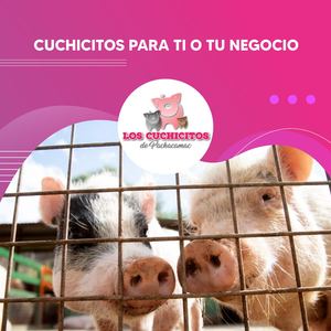 Calaméo - Catálogo - Cuchitos