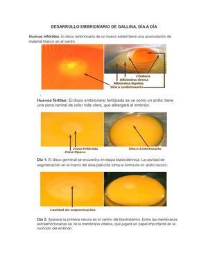 Calaméo - Desarrollo Embrionario De la Gallina