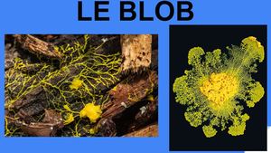 Calaméo - Le Blob