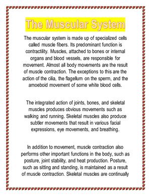 Calaméo - The Muscular System Notes