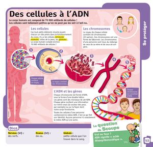 Calaméo - Infographie Des Cellules A L Adn