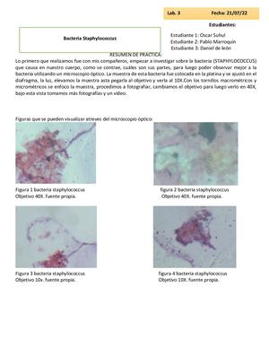 Calaméo - Bacteria Staphylococcus