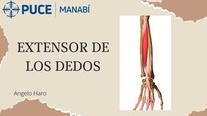 Calaméo - Extensor De Los Dedos (4)