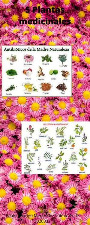 Calaméo - Plantas Medicinales Compressed (1)