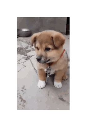 Calaméo - Perrito