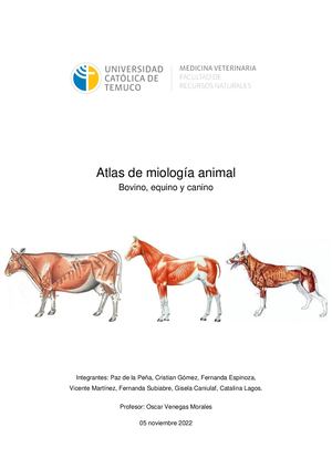 Calaméo - Atlas Anatomía Pdf