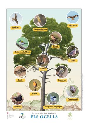 Calaméo - Poster Ocells A4 26oct22