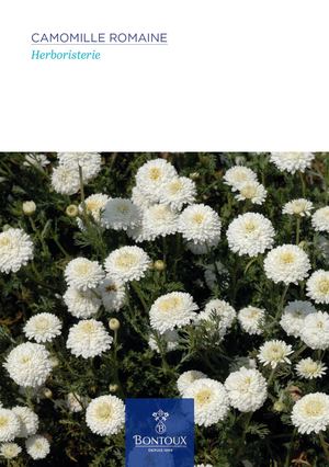 Calaméo - FOCUS - CAMOMILLE ROMAINE - HERBORISTERIE - BONTOUX