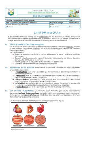 Calaméo - Guia 2 Sistema Muscular