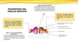Calaméo - Trasmision De Los Impulsos Nervisos