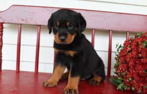 Calaméo - Active Rottweiler Puppies For Sale German blood line Online ...